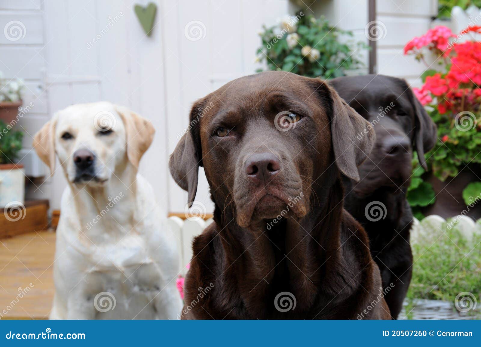 Three labradors stock photo. Image of chocolate, three - 20507260