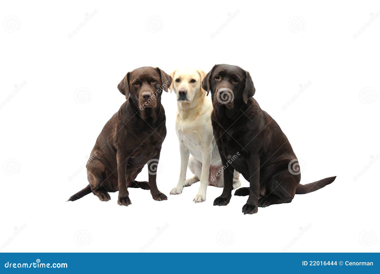 Three labradors stock photo. Image of yellow, gold, retriever - 22016444