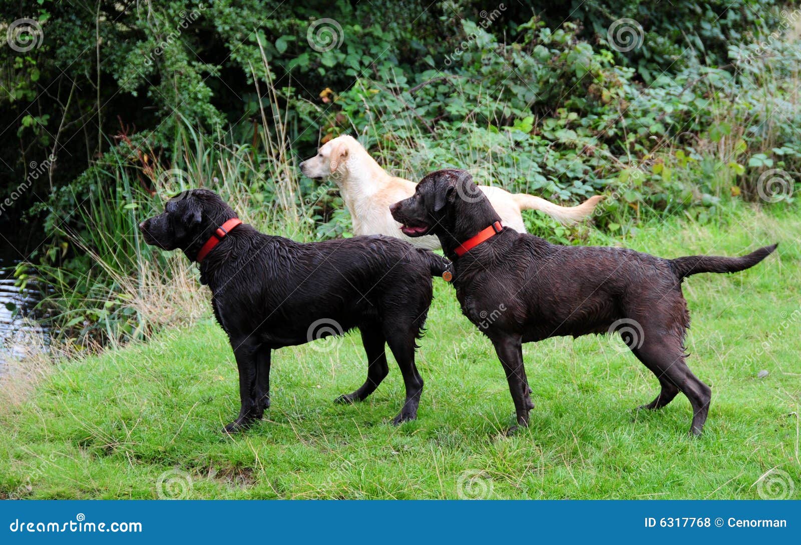 Three Labradors Picture. Image: 6317768