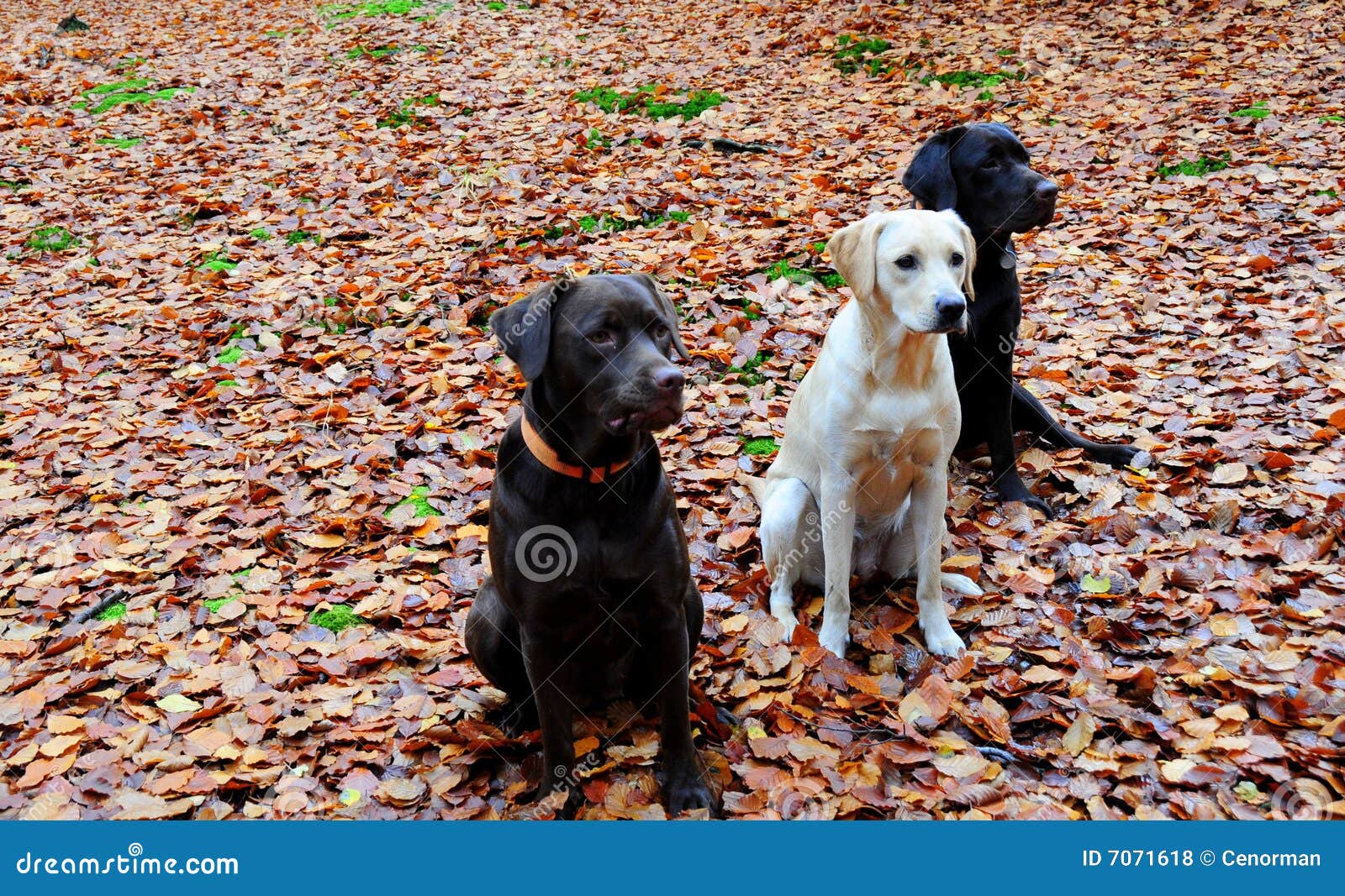 Three labradors stock photo. Image of sisters, autumn - 7071618