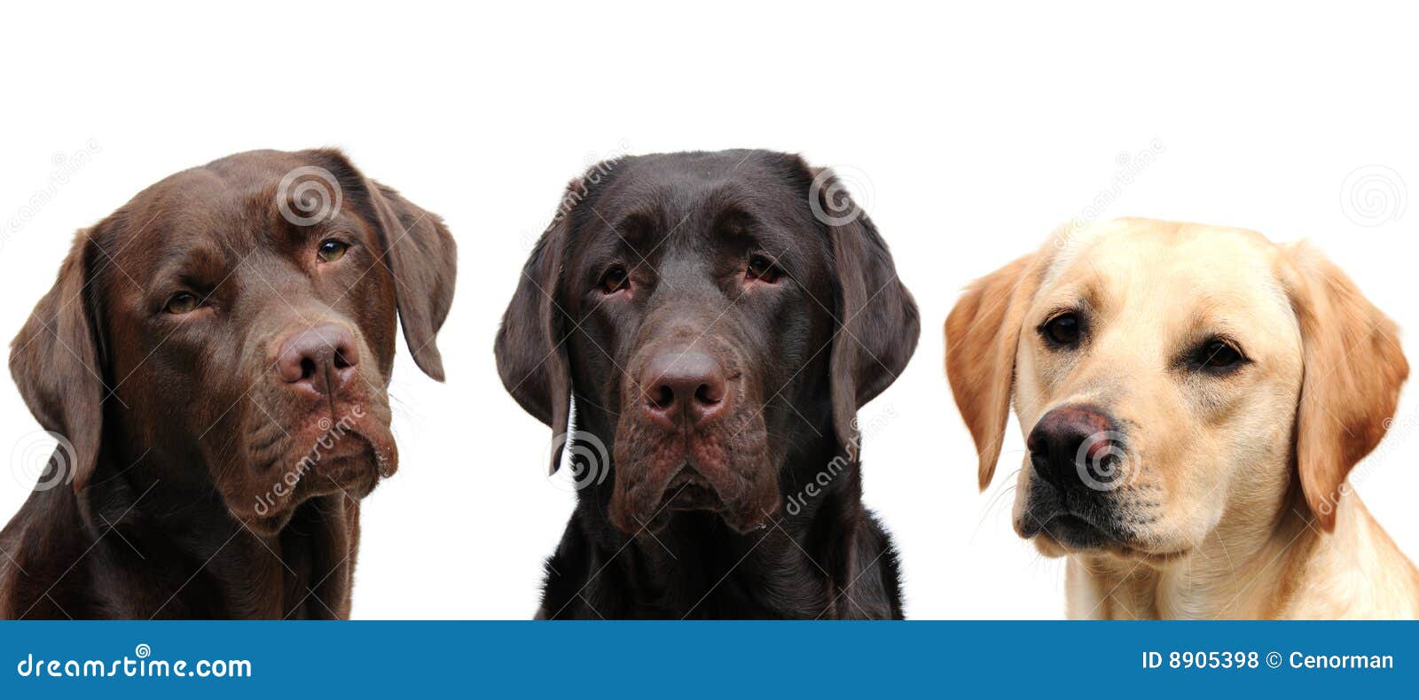 Three Labradors In The Colourful Autumn Forest Stock Image ...