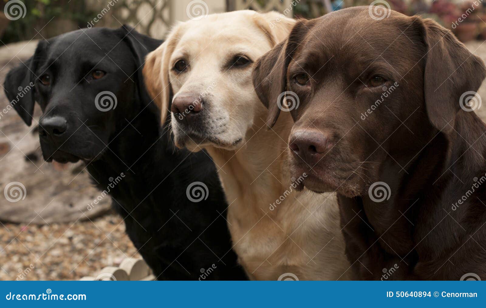 Three labradors stock photo. Image of three, winter, countryside - 50640894