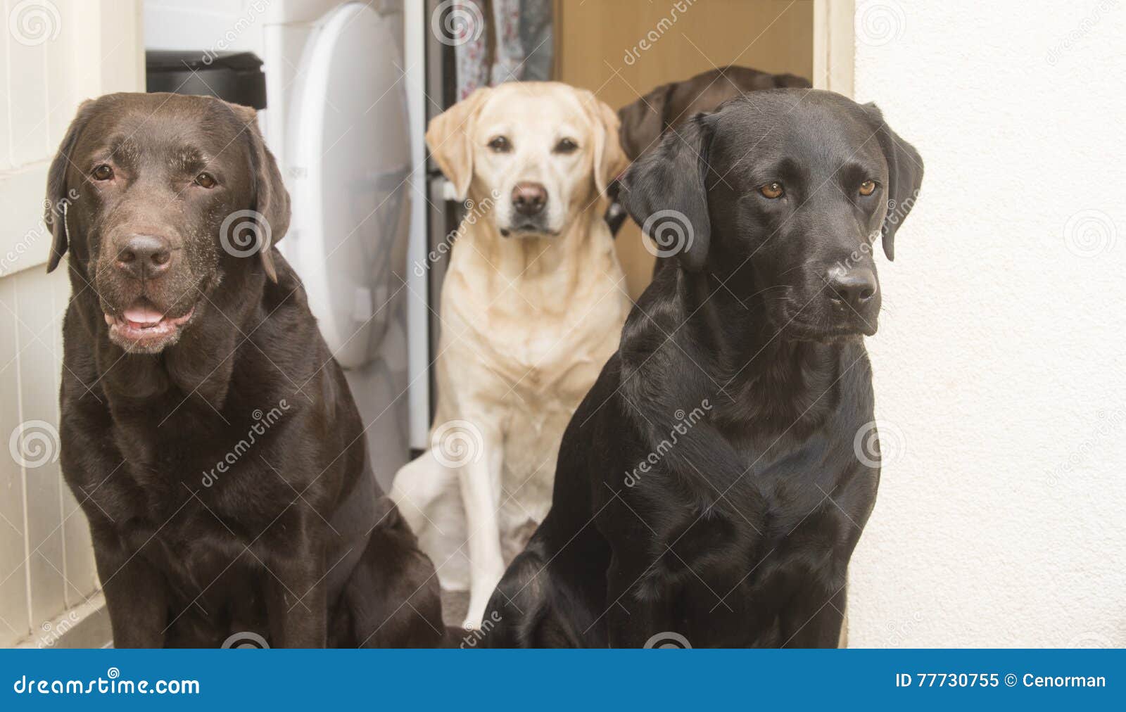 Three labradors stock image. Image of gold, black, outdoors - 77730755