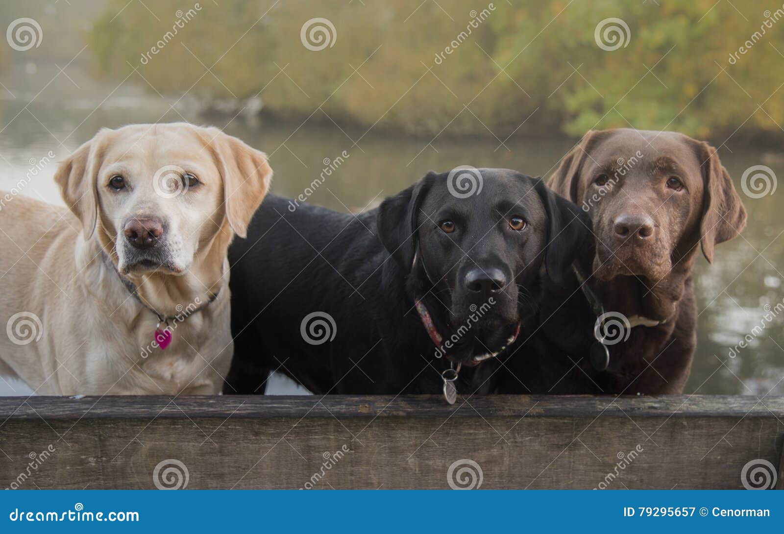 Three labradors stock image. Image of sitting, labrador - 79295657