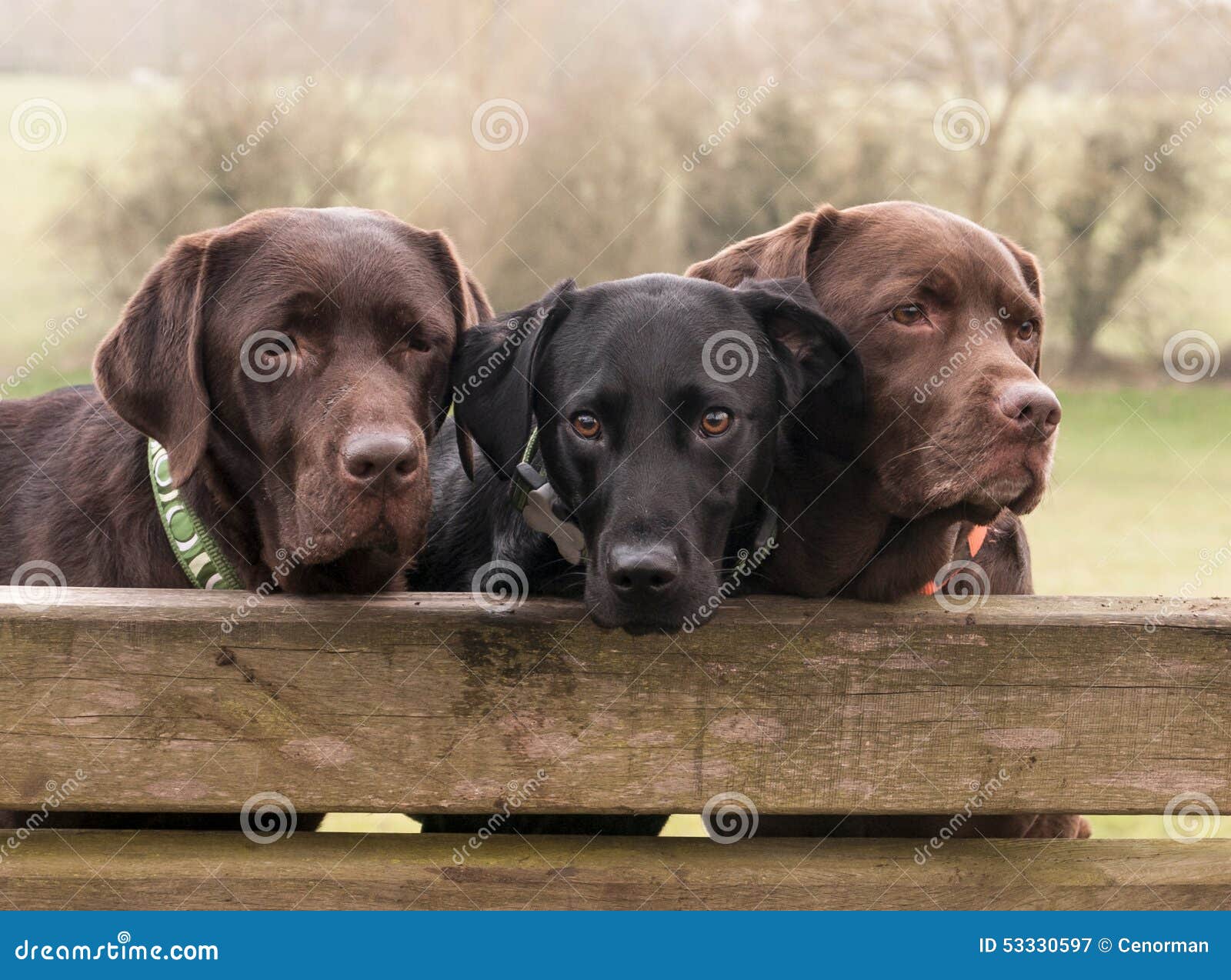Three Labradors In The Colourful Autumn Forest Stock Image ...
