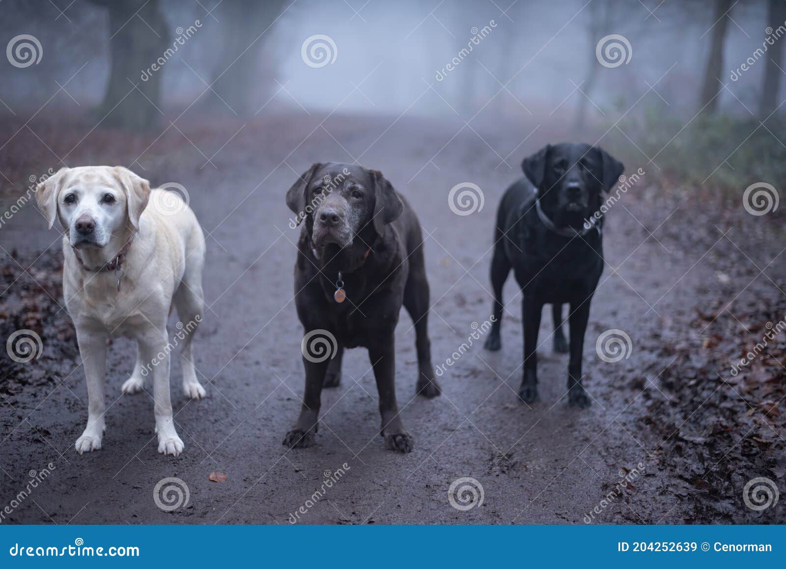 Three Labradors in a Foggy Forest Stock Image - Image of foggy, three ...
