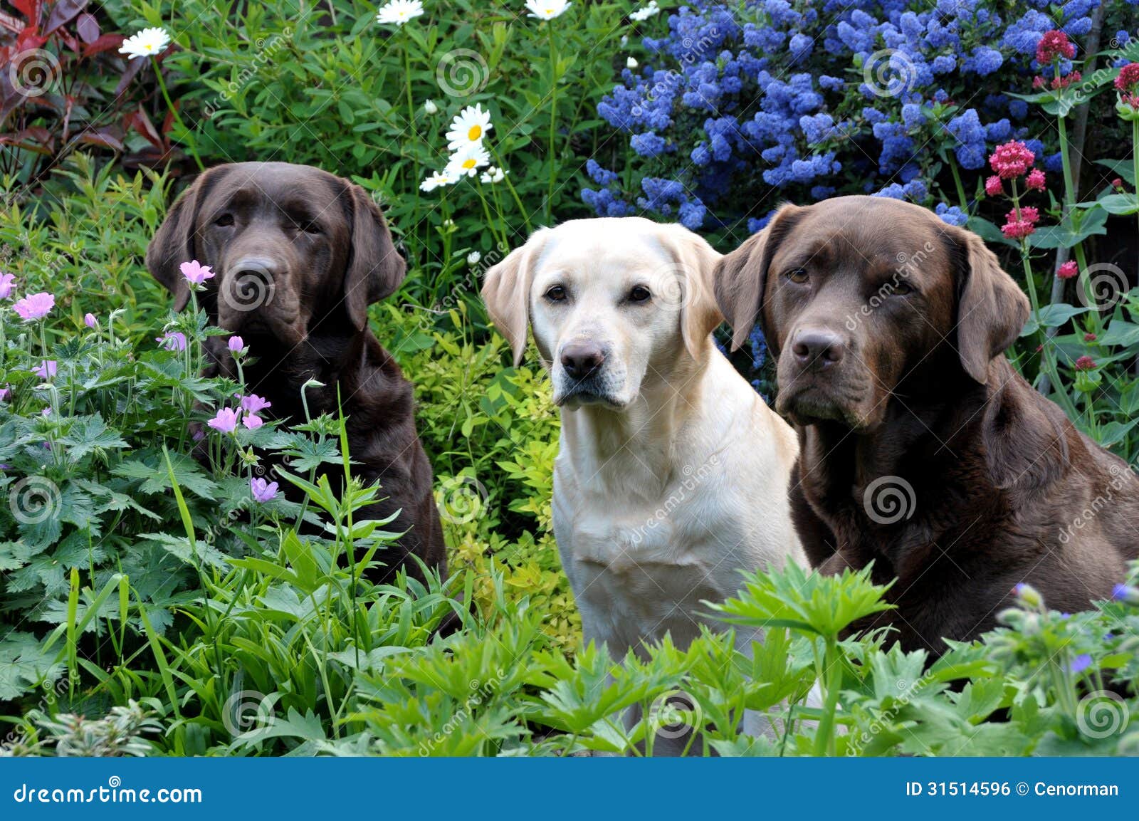 Three labradors stock photo. Image of pretty, plants - 31514596
