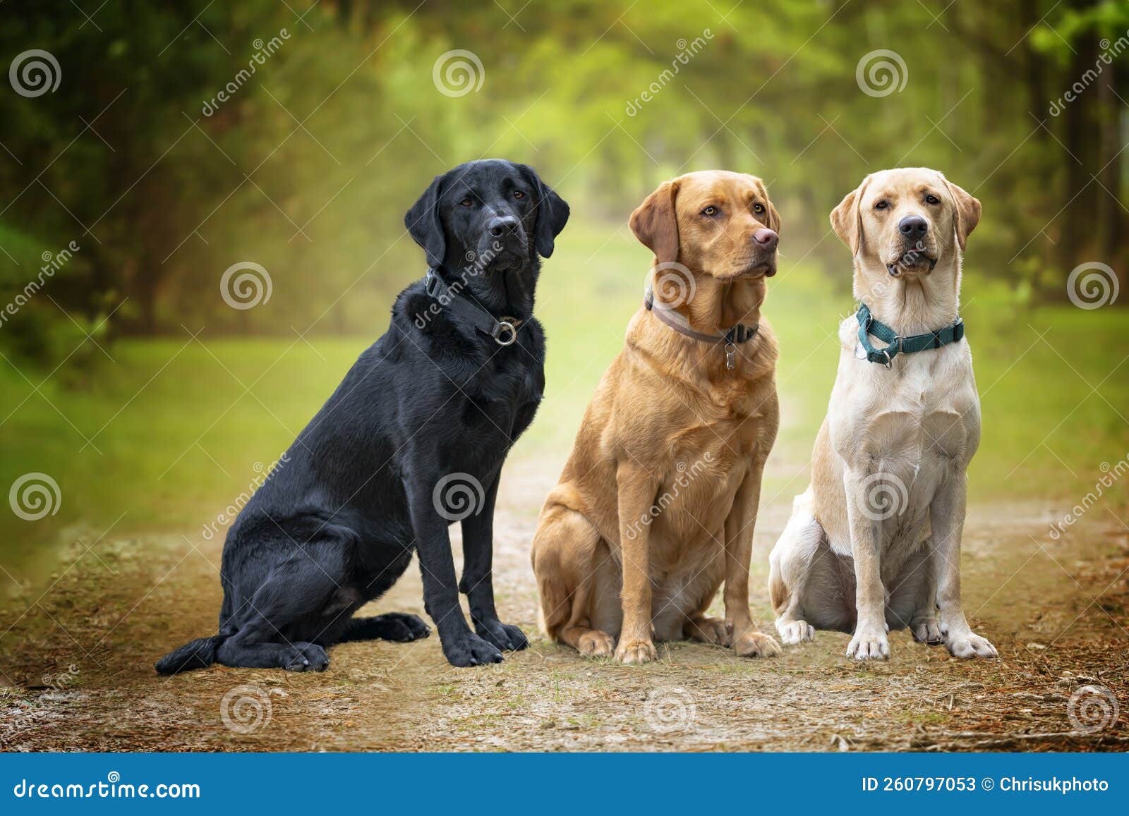Three Labradors Posing in the Forest - Fox Red Black and Yellow Stock ...
