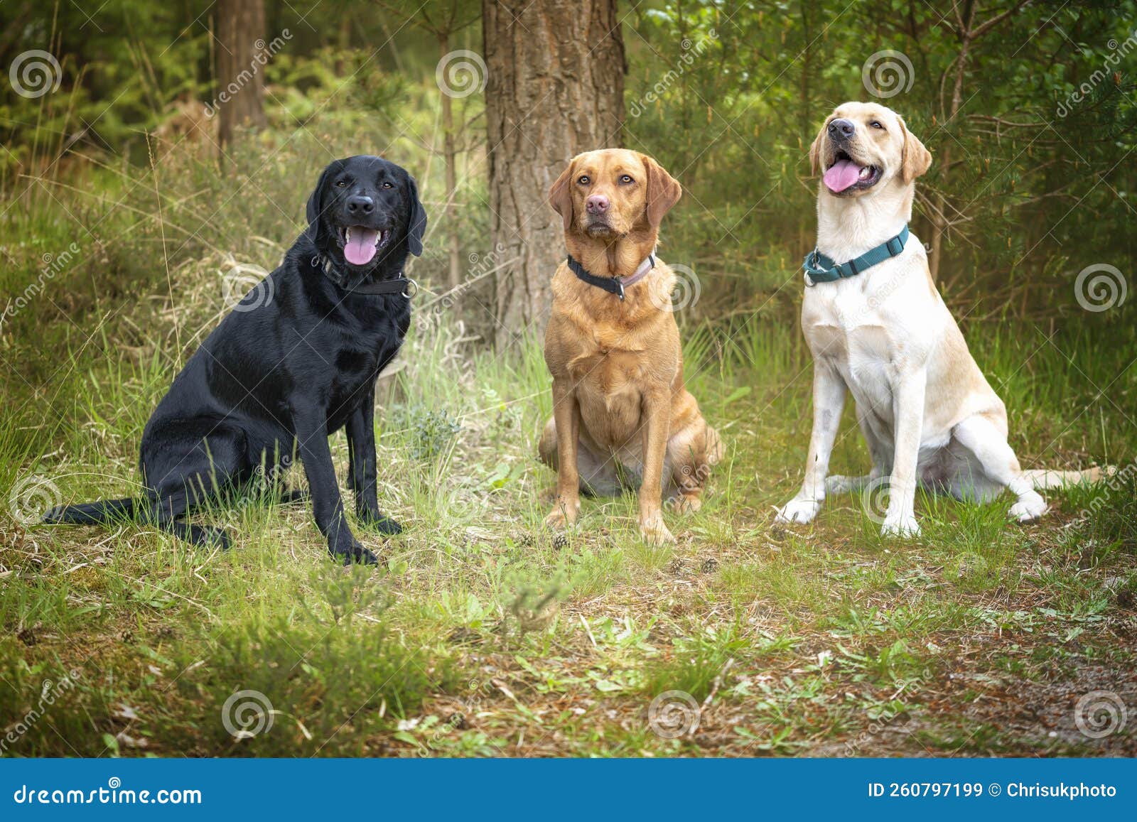 Three Labradors Posing in the Forest - One Blac - One Fox Red - One ...