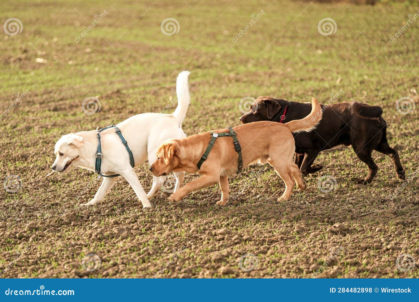 Three Labradors Walking in a Meadow. Stock Photo - Image of animals ...