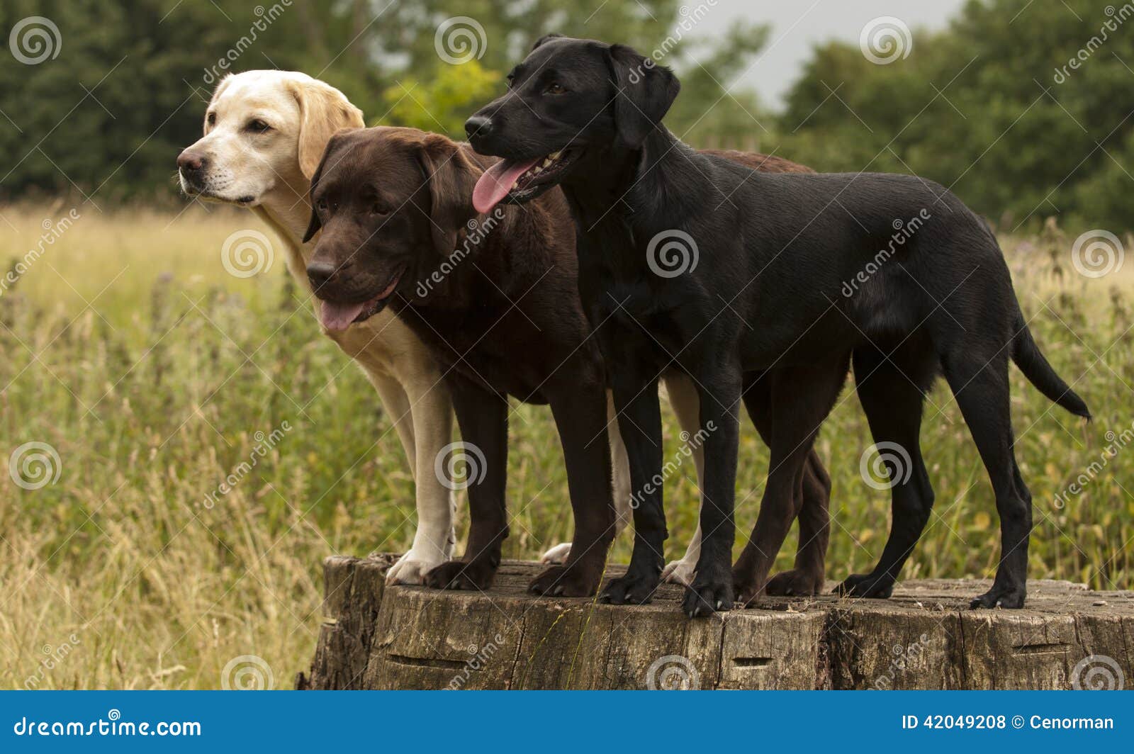 Three labradors stock photo. Image of labradors, obedient - 42049208