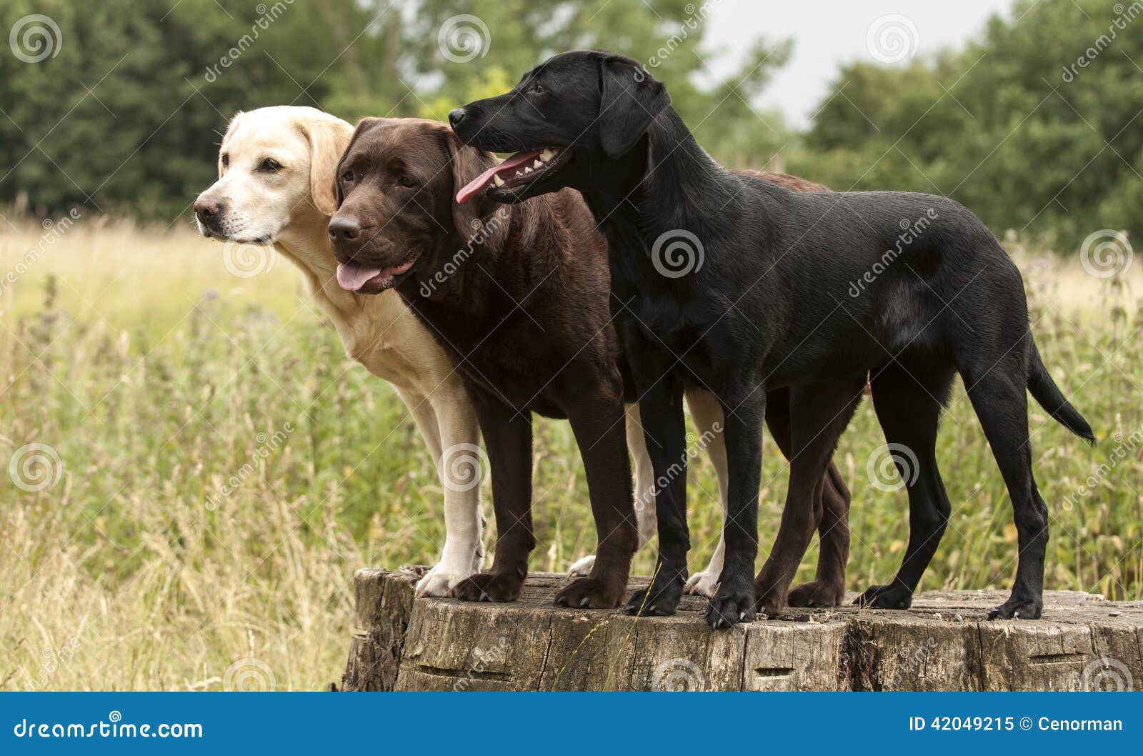 Three labradors stock image. Image of black, three, labrador - 42049215