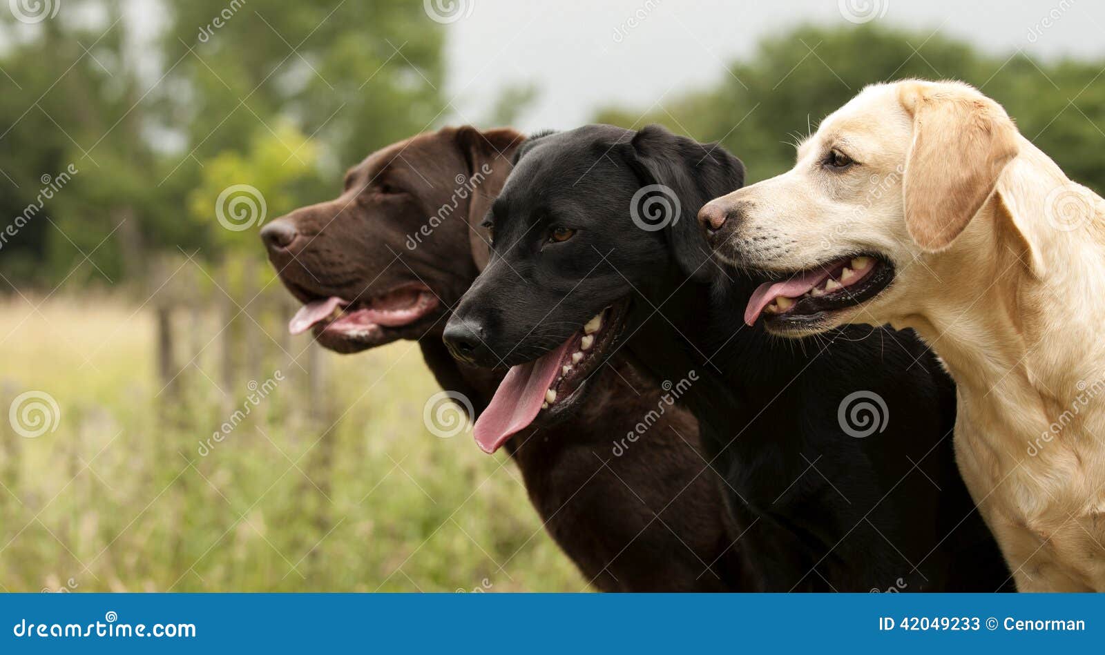 Three labradors stock image. Image of obedient, black - 42049233
