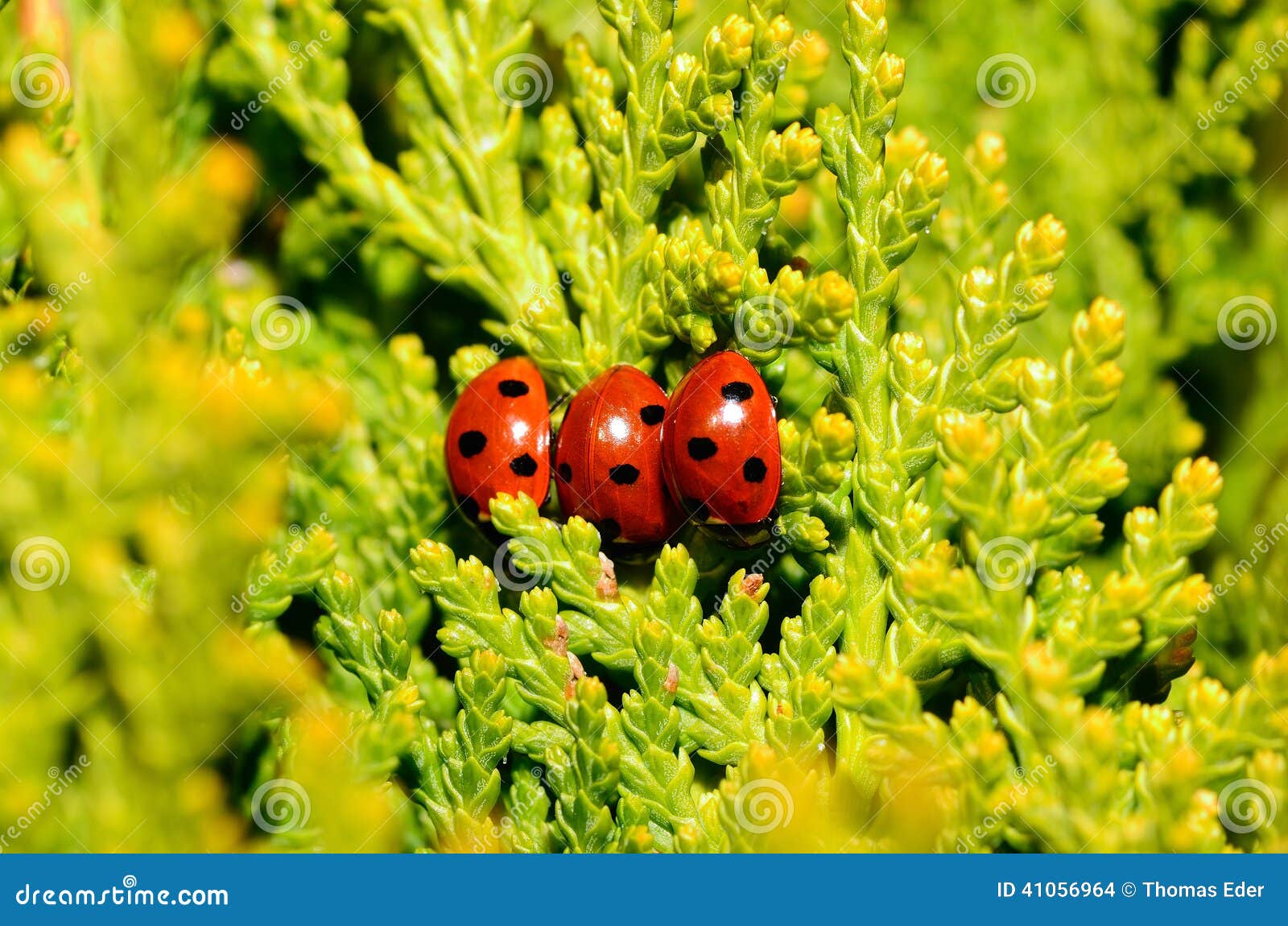 Three Ladybug Next To Each Other Stock Photo - Image of insects ...
