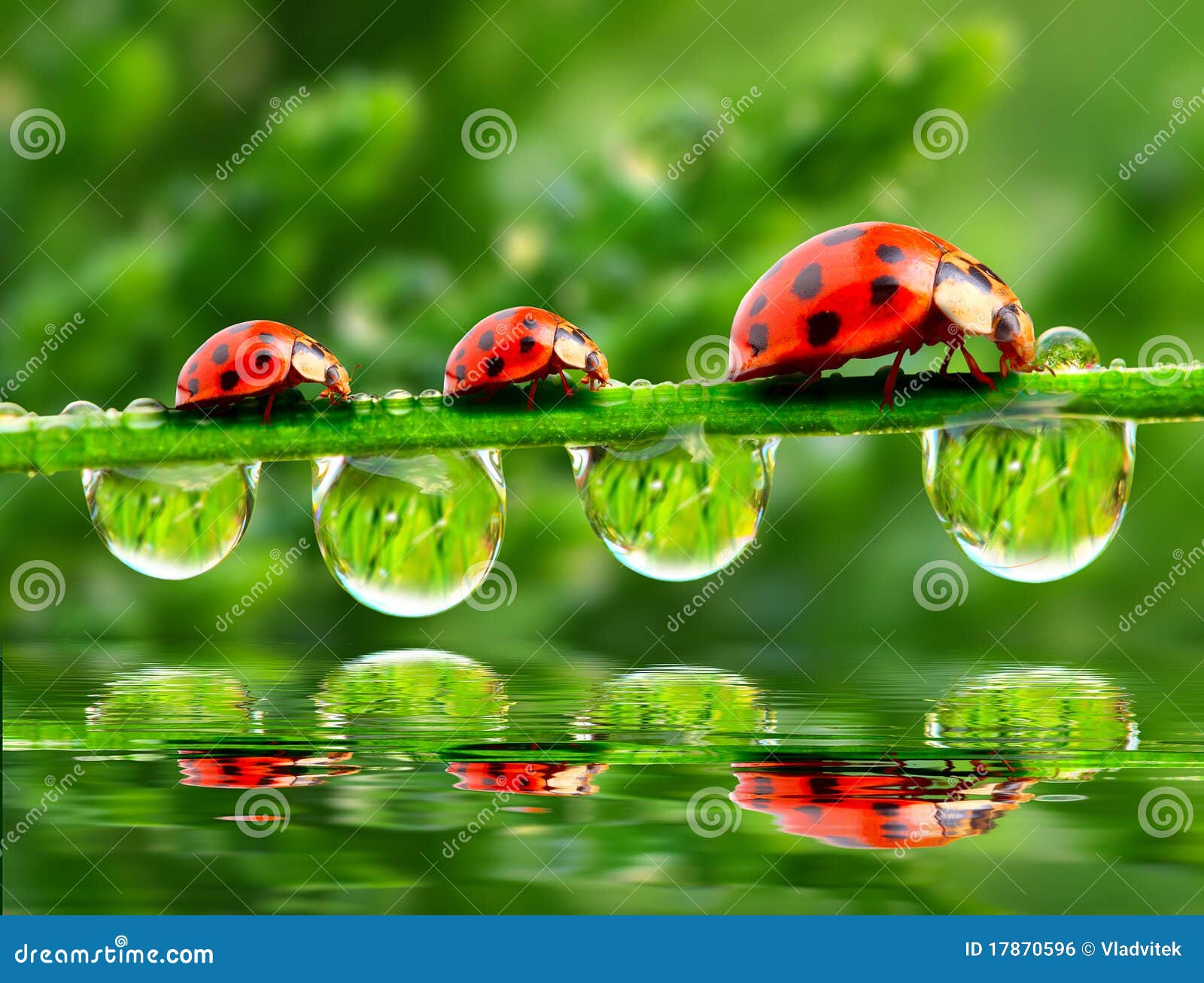 Three ladybugs. stock photo. Image of morning, animal - 17870596