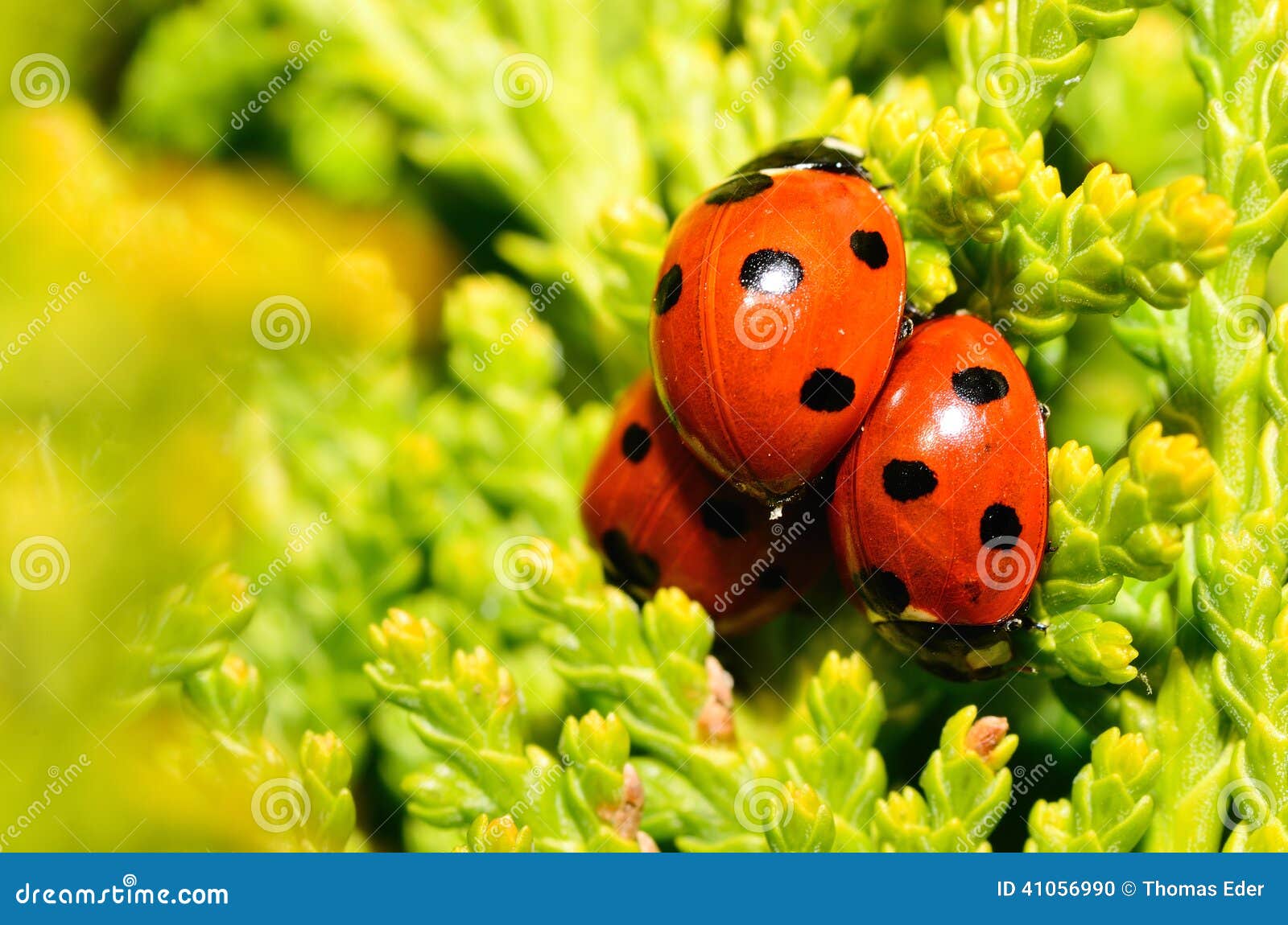 Three Ladybugs on Each Other Stock Photo - Image of summer, teamwork ...