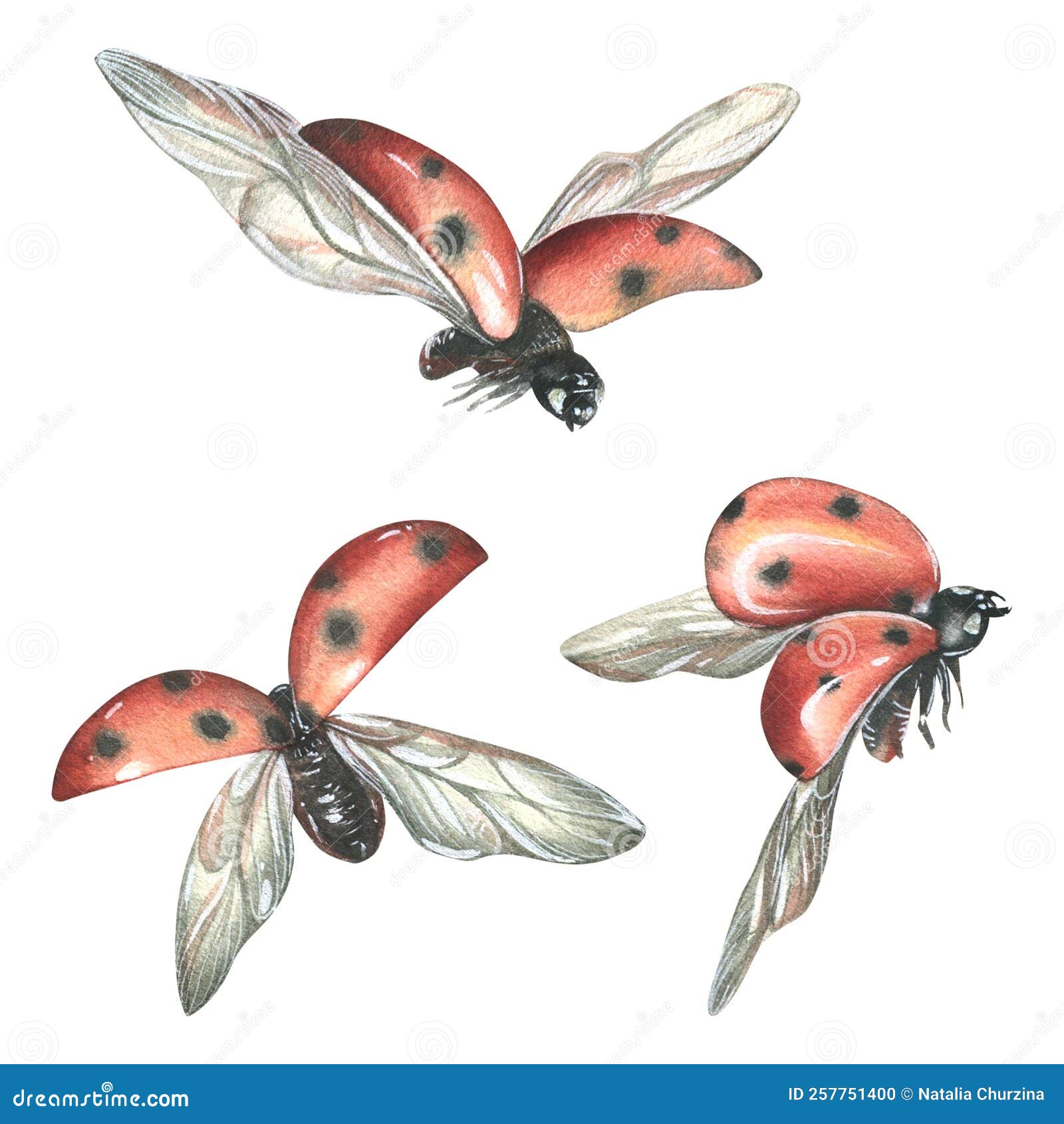 Three Ladybugs in Flight from Different Angles. Watercolor Illustration ...