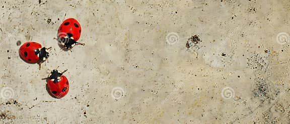 Three Ladybugs on a Light Brown Surface Stock Image - Image of right ...