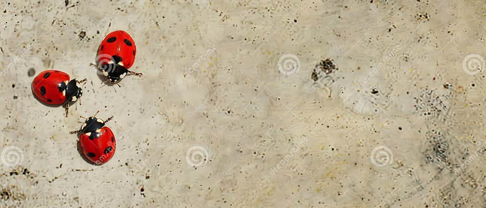 Three Ladybugs on a Light Brown Surface Stock Image - Image of right ...