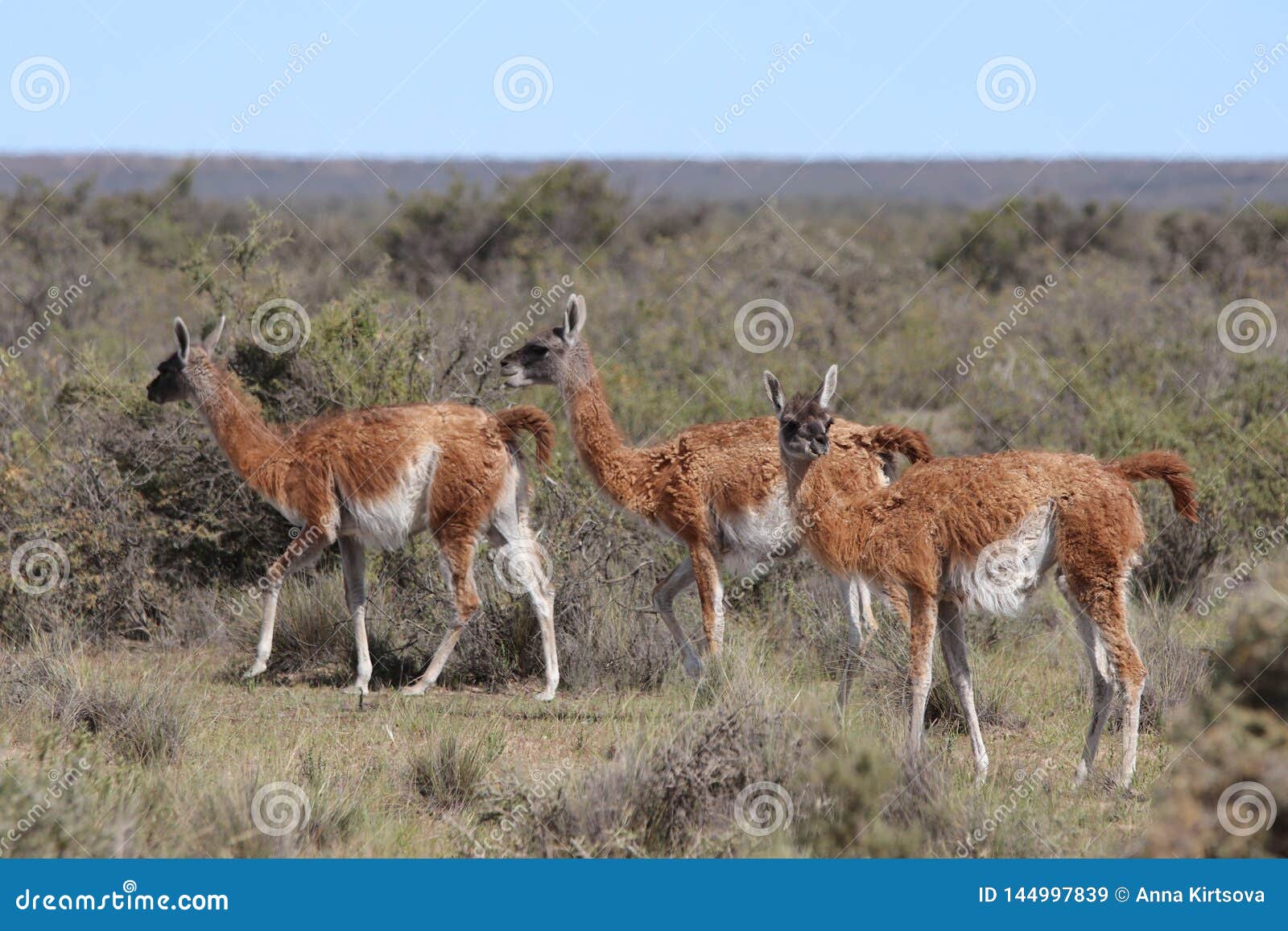 Several Lamas among the Bushes Stock Image - Image of wild, lamas ...