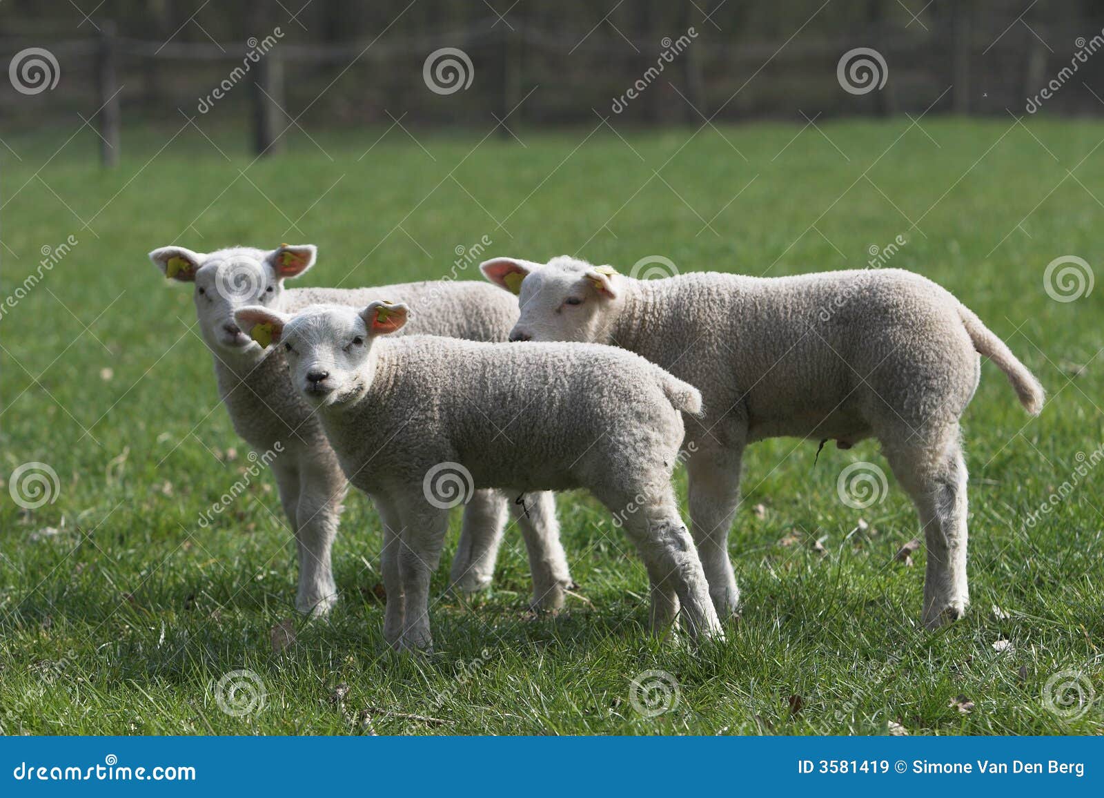 Three lambs stock image. Image of spring, hiding, outdoor - 3581419
