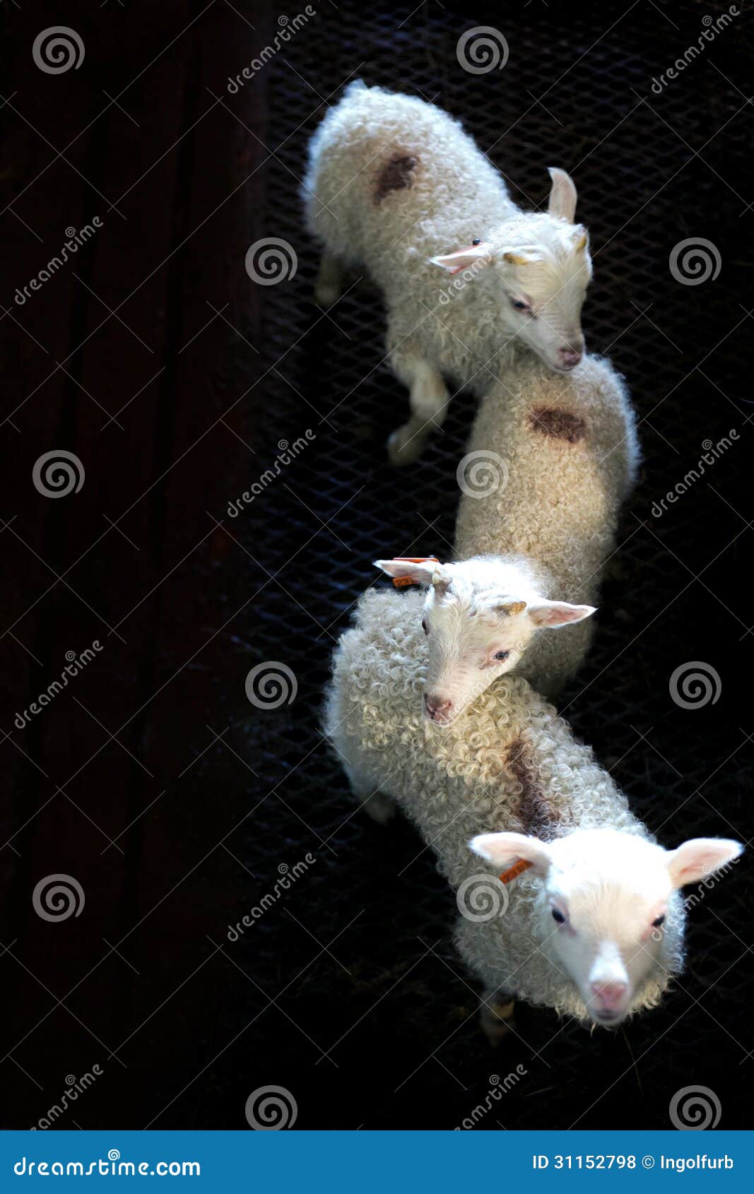 Three Lambs in a barn. stock photo. Image of newly, white - 31152798