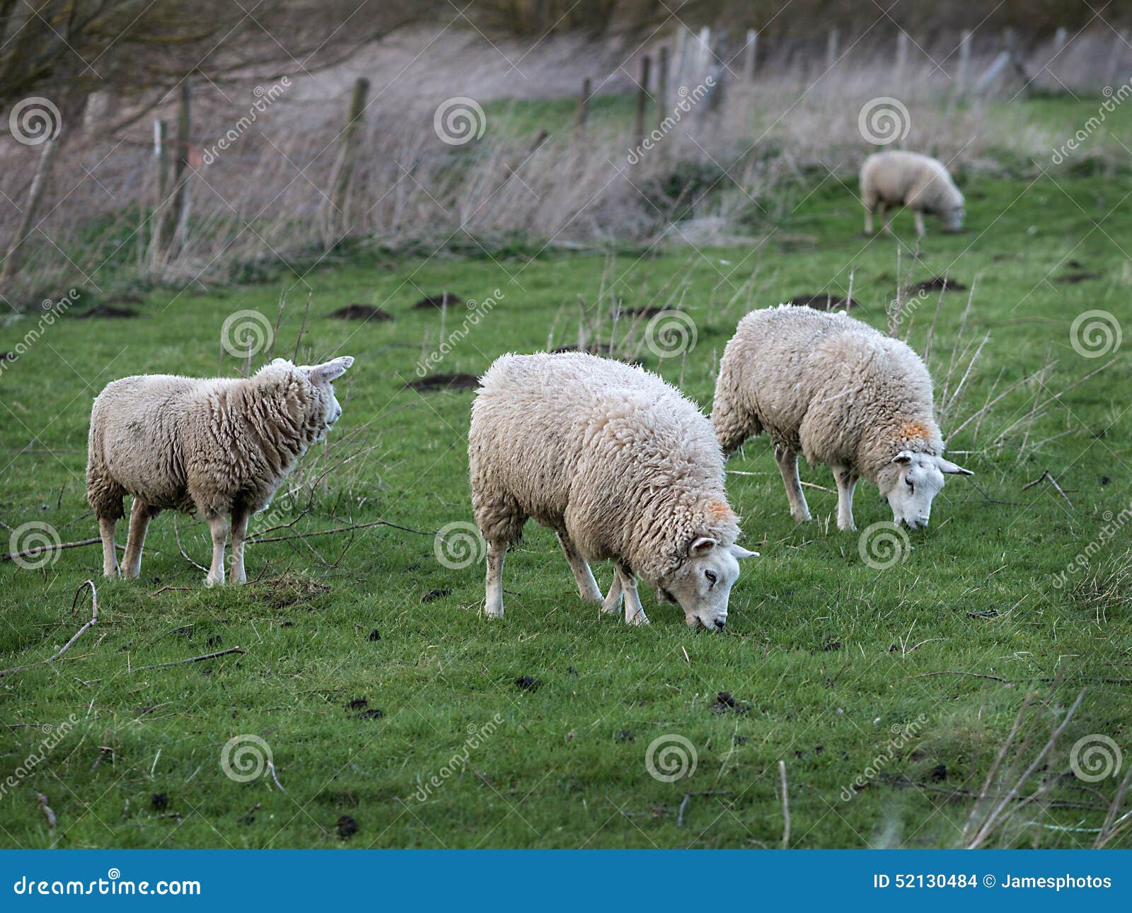 Three Lambs in Field One Year Old Stock Photo - Image of grass, three ...