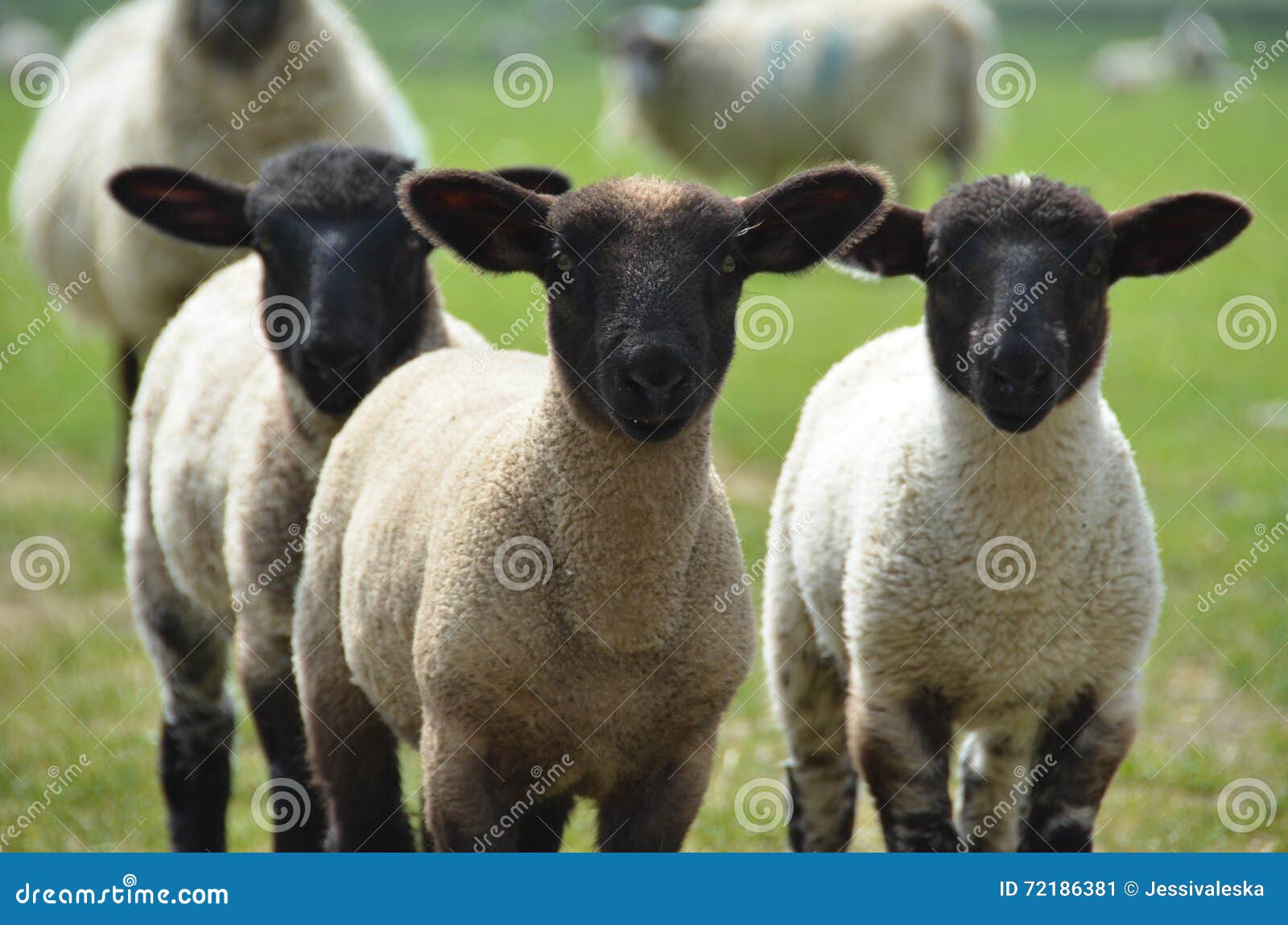 Three lambs in the field stock image. Image of green - 72186381