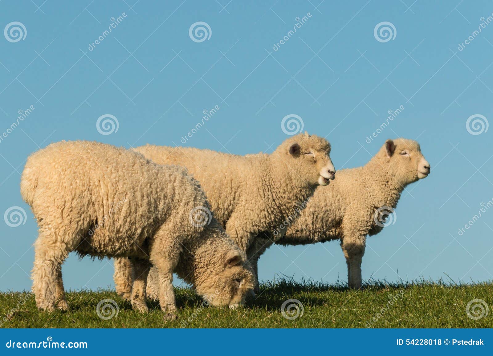 Ewe With Three Lambs Walking Away From Viewer Royalty-Free Stock Image ...