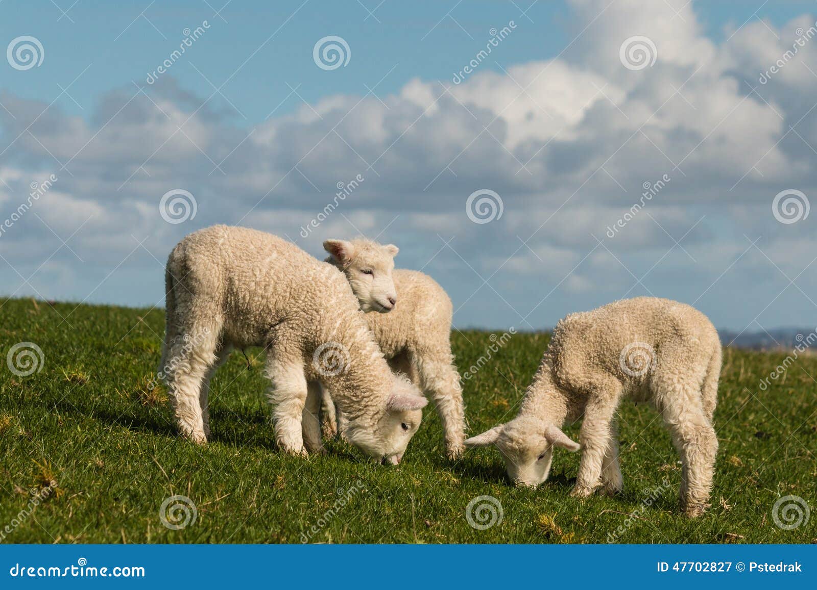 Three lambs grazing stock image. Image of curious, farm - 47702827