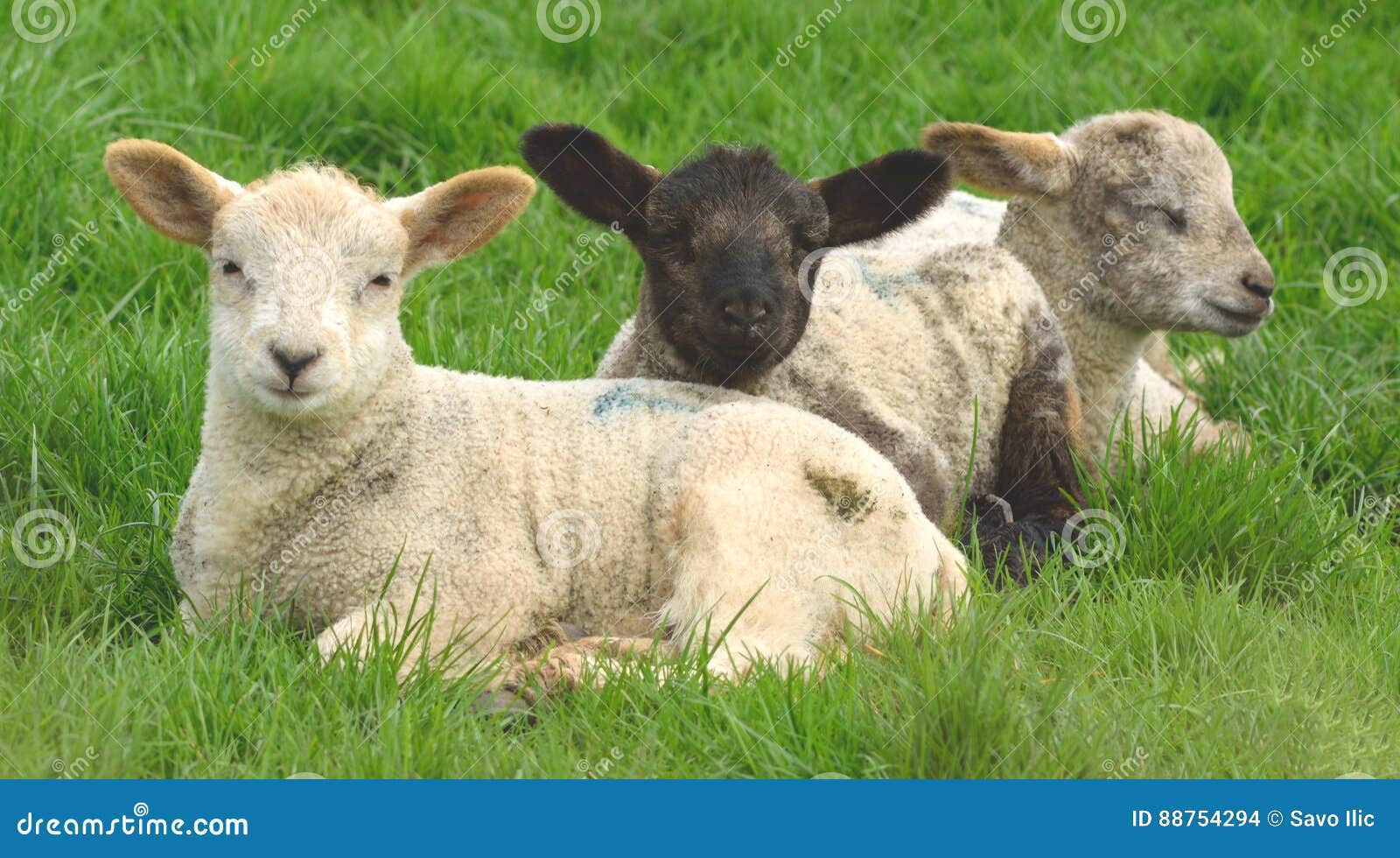 Three lambs stock photo. Image of gaze, three, green - 88754294