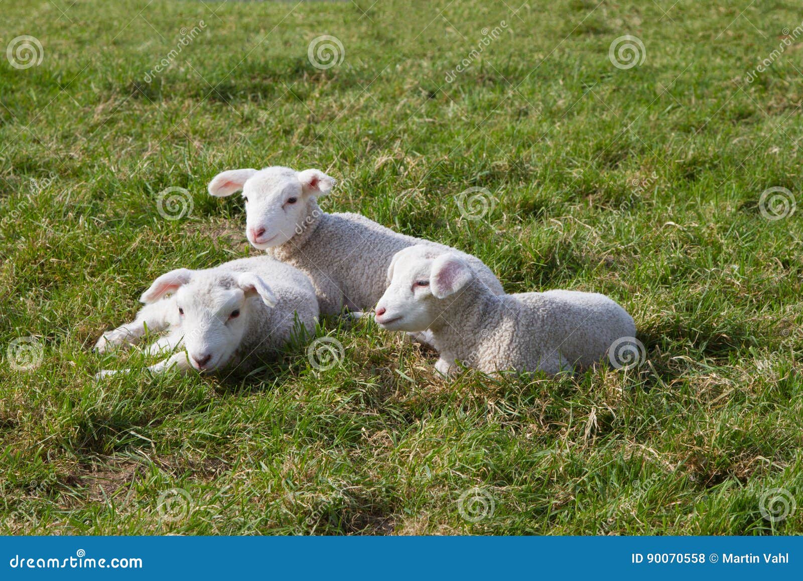Three Lambs stock photo. Image of sheep, scene, nature - 90070558