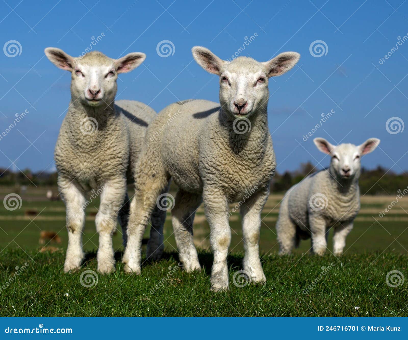 Three lambs in the pasture stock image. Image of wool - 246716701