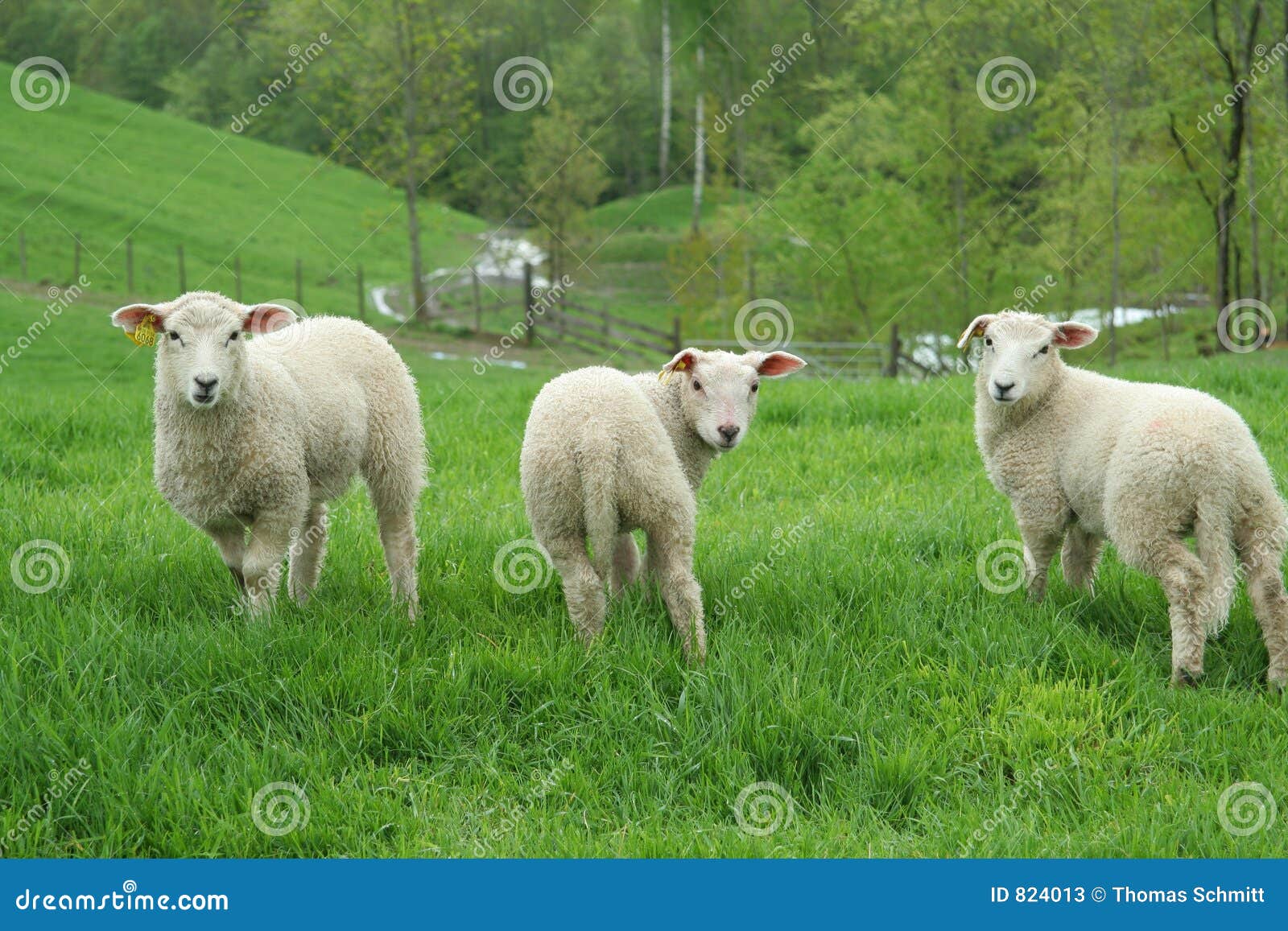Three lambs standing stock image. Image of lambs, card - 824013