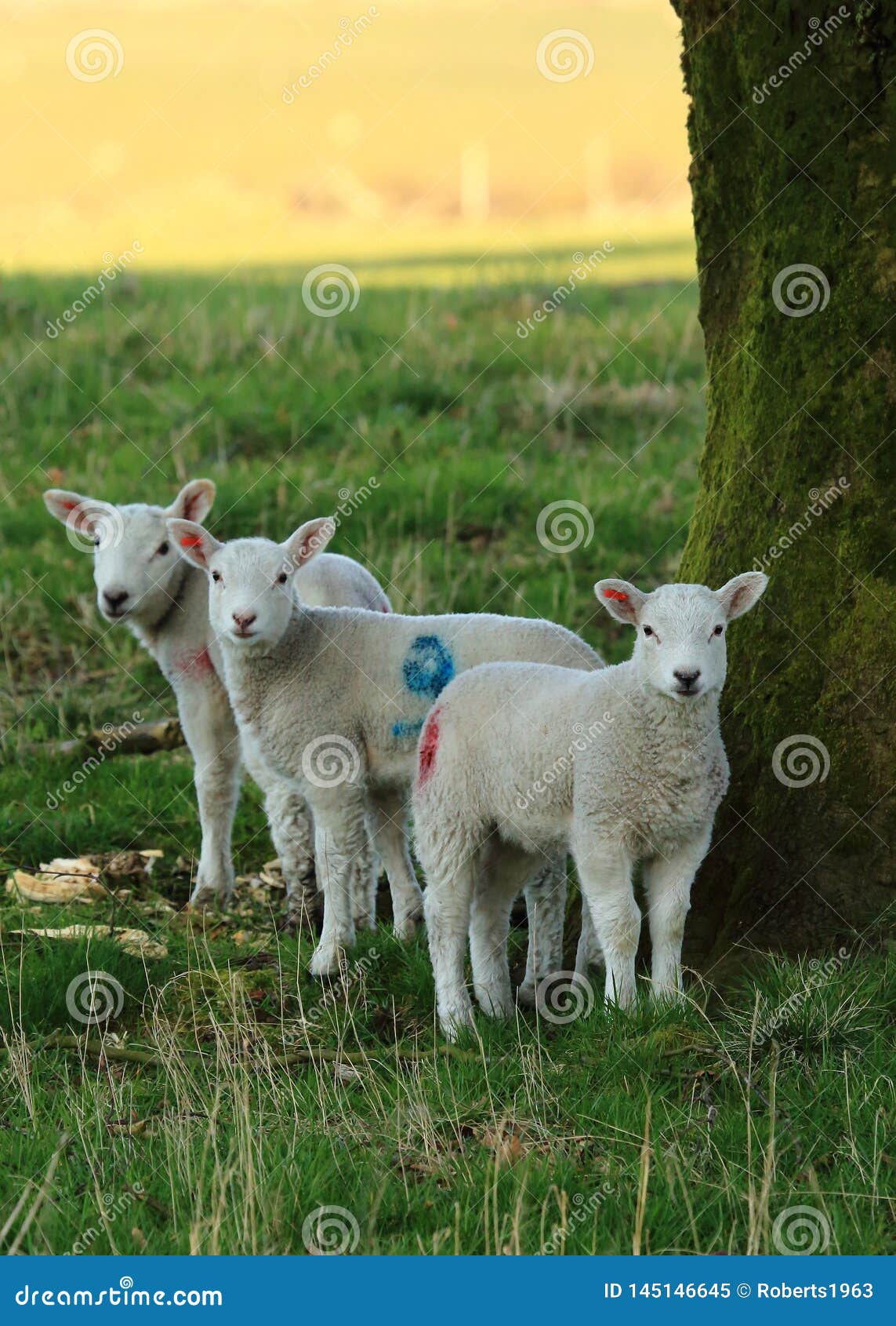 Three Lambs Standing Under a Tree Stock Image - Image of nervous ...
