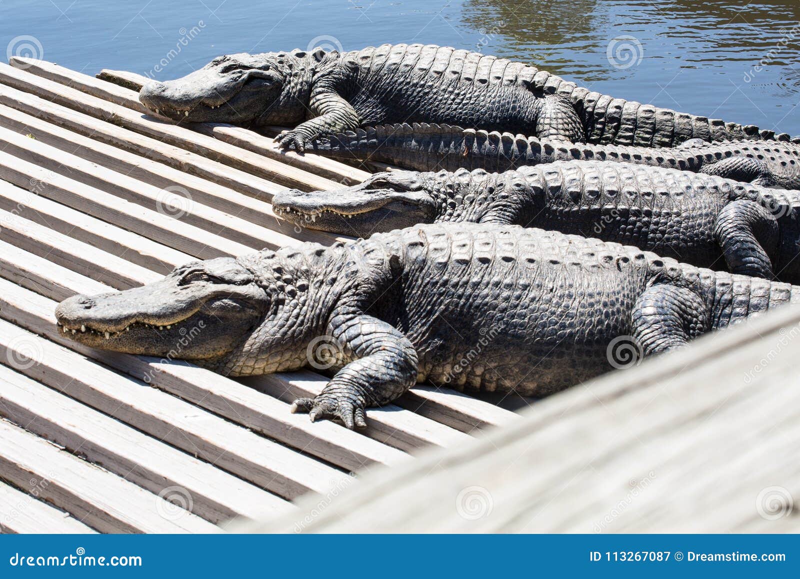 Three large alligator stock image. Image of together - 113267087