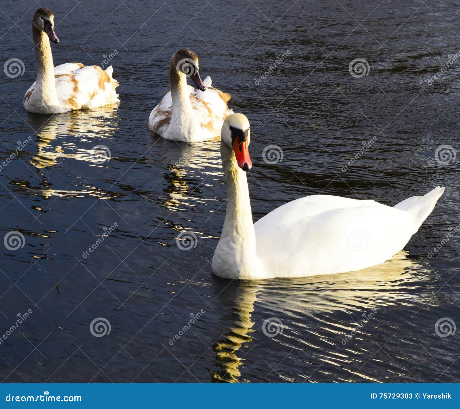 Three large beautiful Swan stock image. Image of swans - 75729303