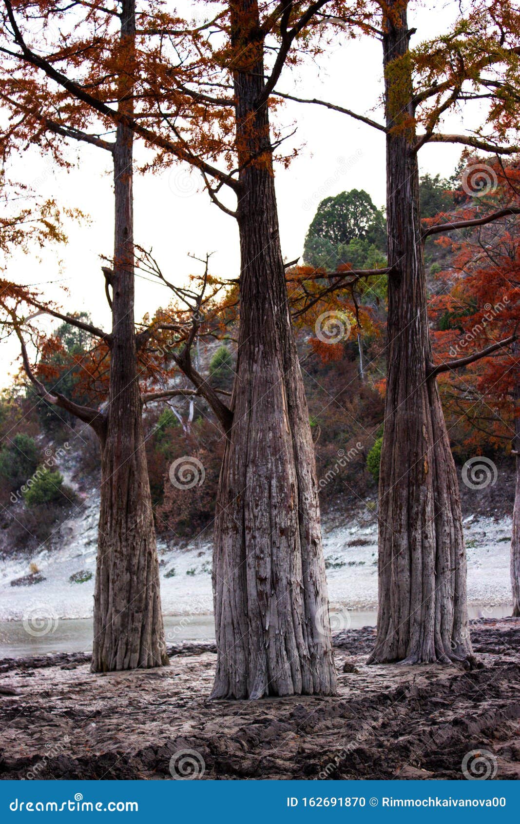 Three Large Cypress Trees Stand on the Background of the Mountain Stock ...