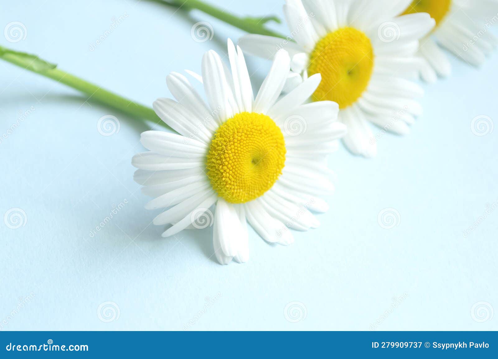 Three Large Daisies on a Blue Background. Big Beautiful Daisies on the ...