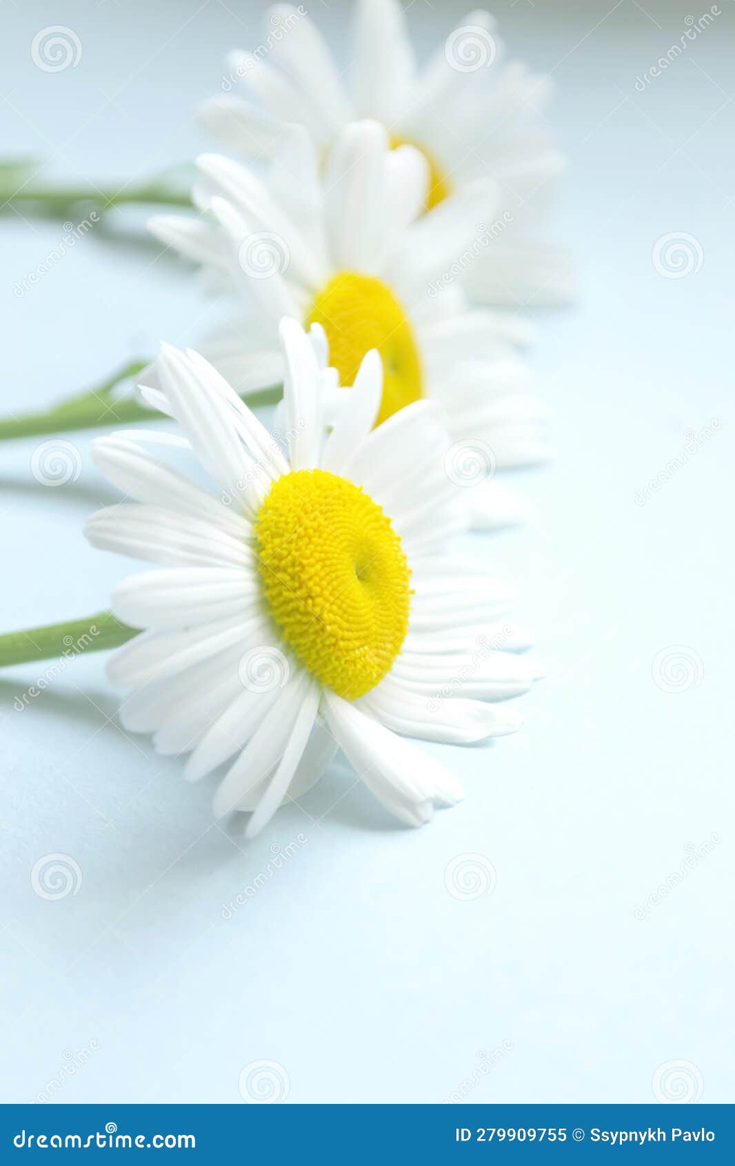 Three Large Daisies on a Blue Background. Big Beautiful Daisies on the ...