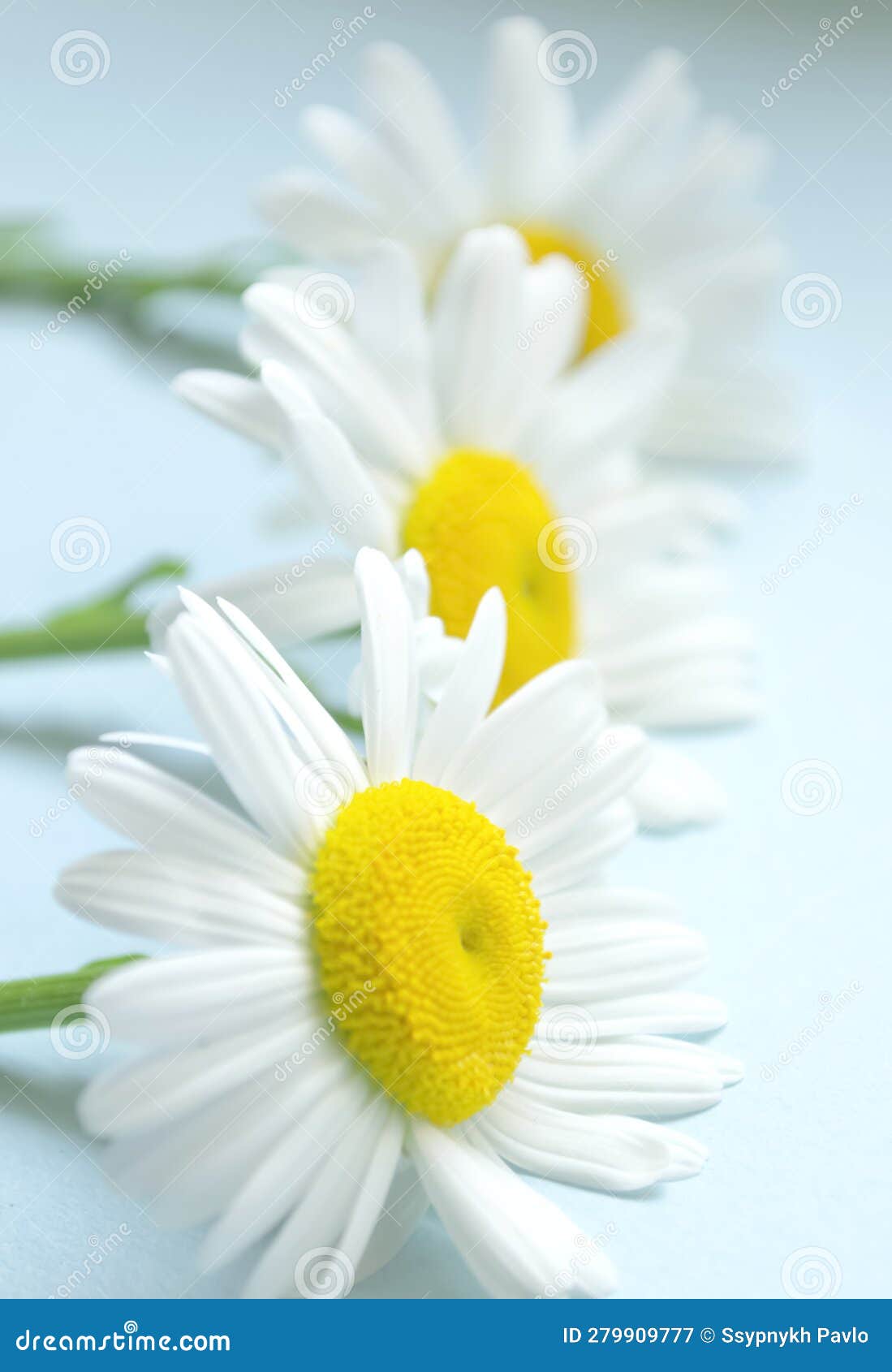 Three Large Daisies on a Blue Background. Big Beautiful Daisies on the ...