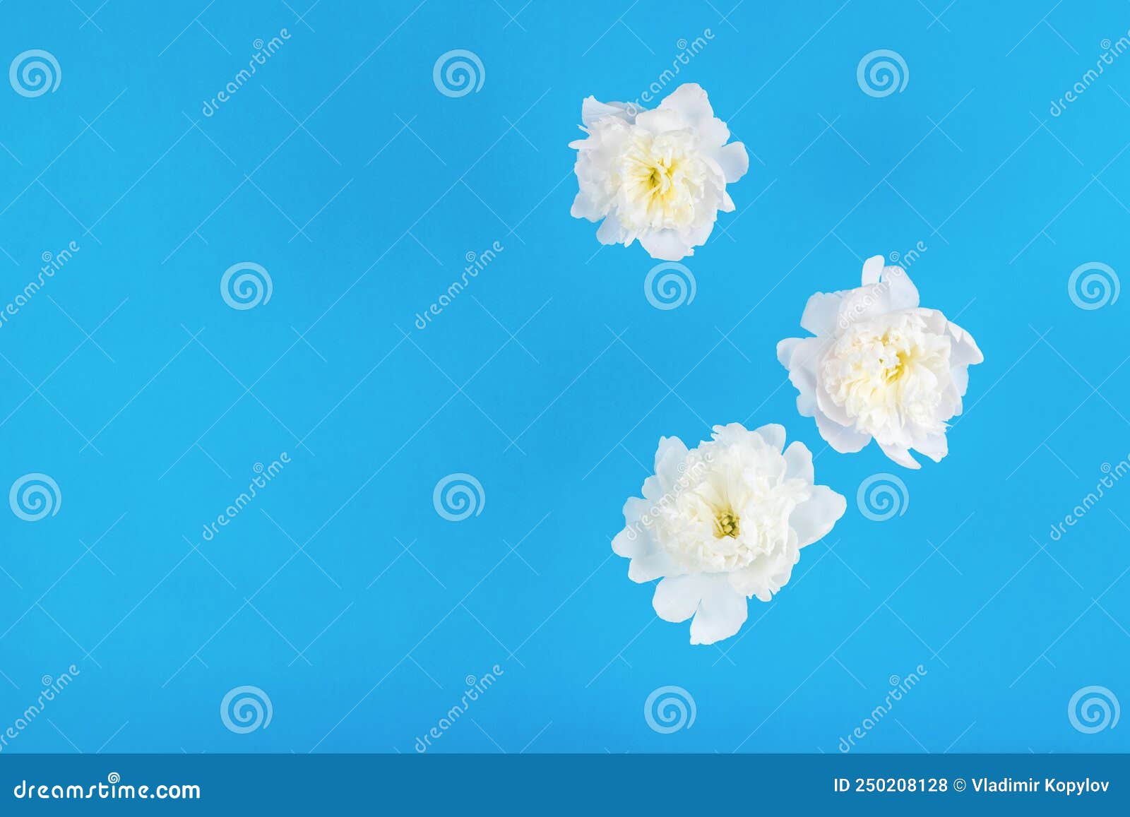 Three Large Floating Flowers on a Light Blue Background Stock Photo ...