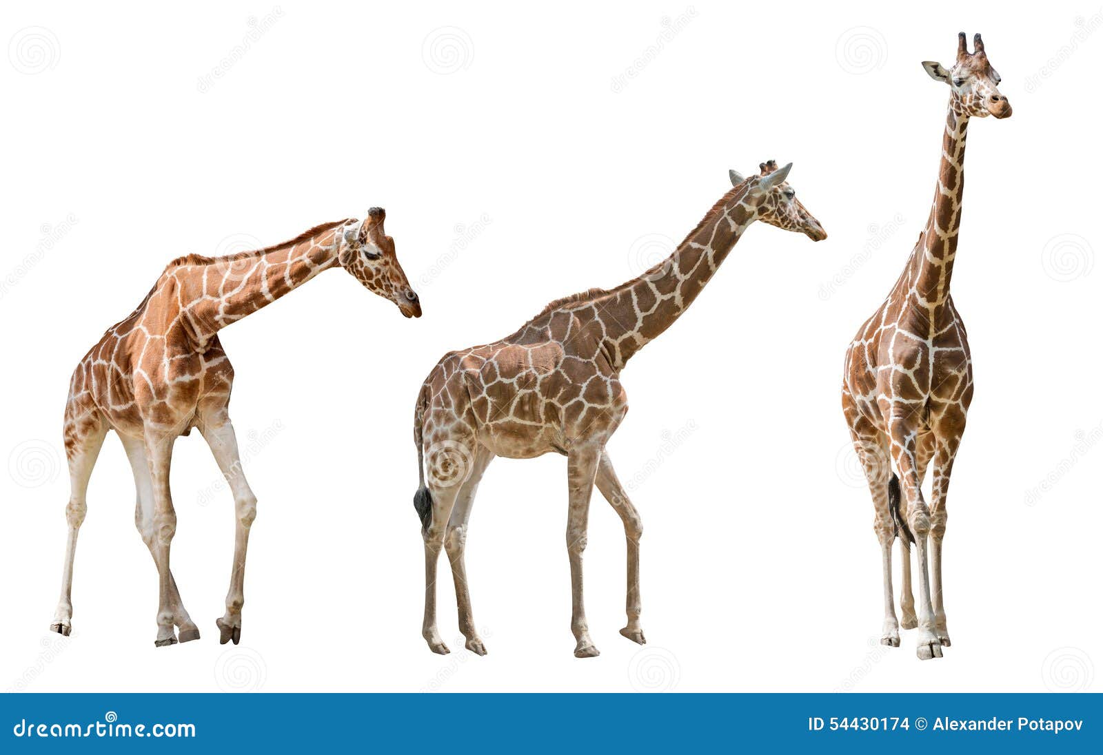 Three Large Giraffes Isolated on White Stock Photo - Image of ...
