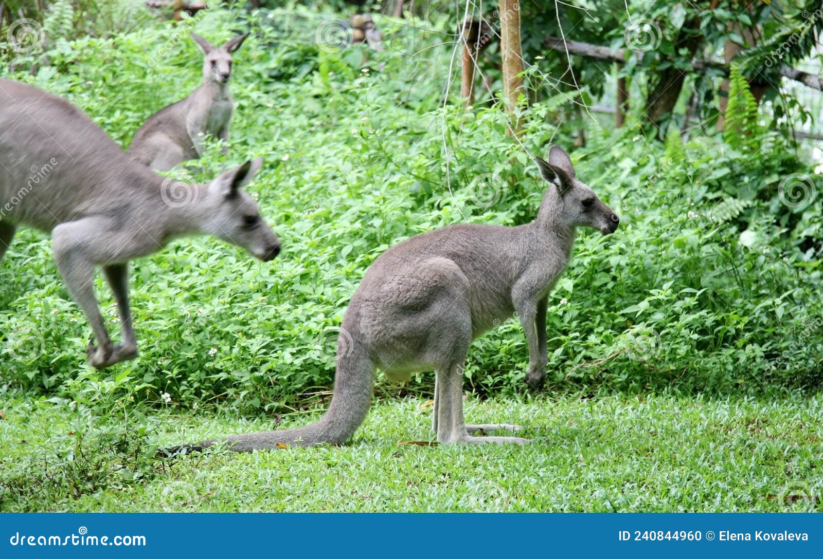 Three Large Kangaroos Walking and Crouching in the Green Grass Stock ...