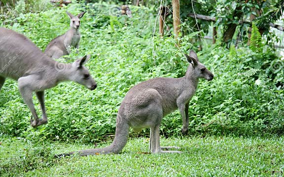 Three Large Kangaroos Walking and Crouching in the Green Grass Stock ...