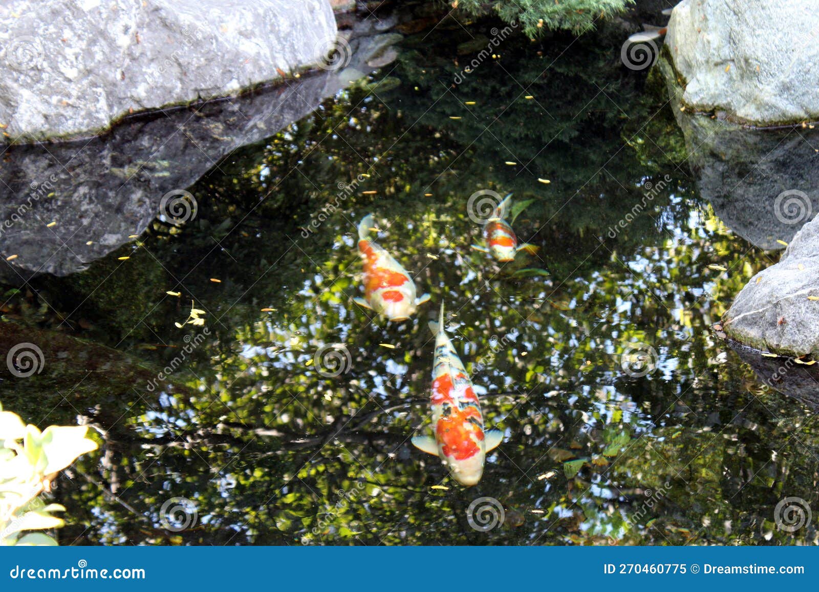 Three Large Koi Fish in a Koi Pond Swimming through the Reflection of ...