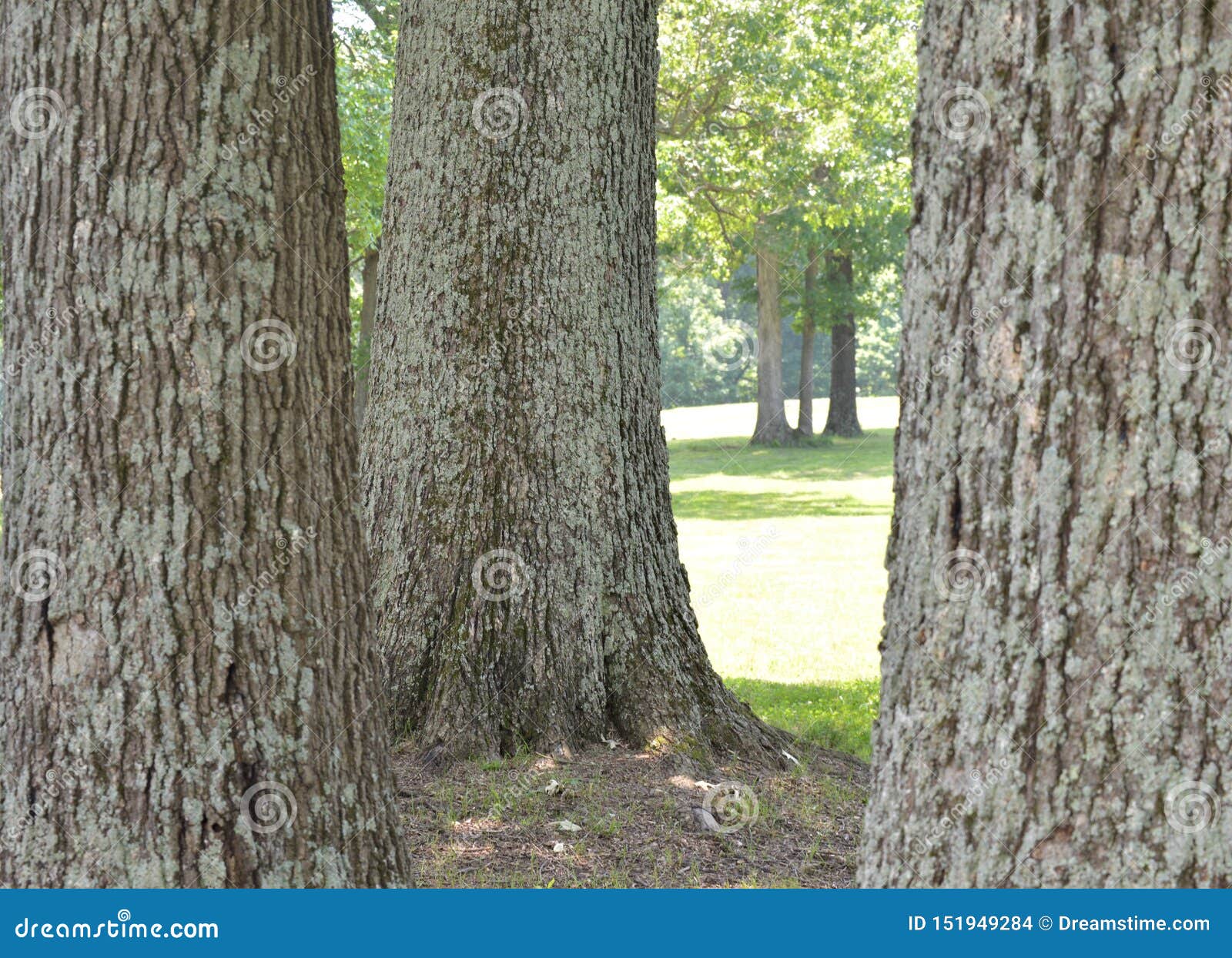 Three Large Mossy Tree Trunks in Front of a Path Stock Photo - Image of ...