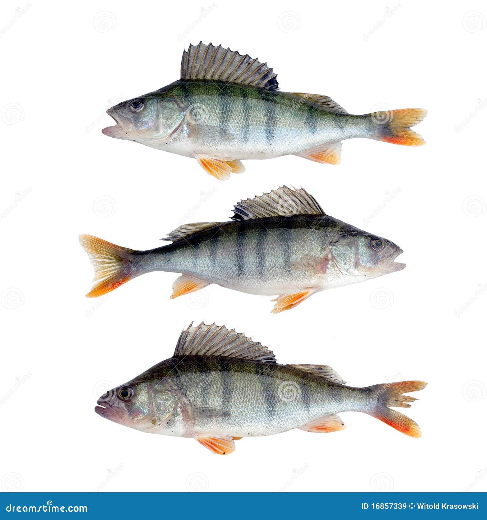 Three large perches stock image. Image of remote, healthy - 16857339