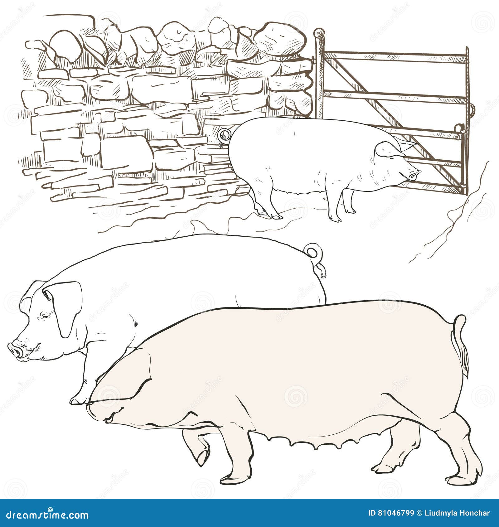 Three Large Pigs at the Gate. Stock Vector - Illustration of etching ...