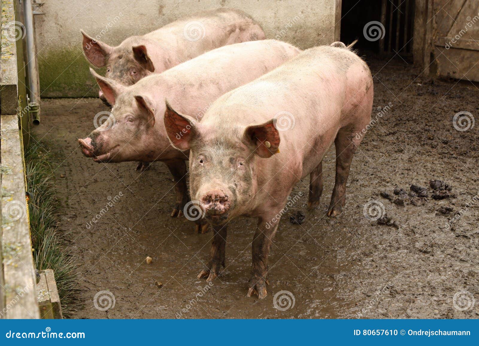 Three Large Pigs on the Muddy Courtyard Stock Photo - Image of nozzle ...